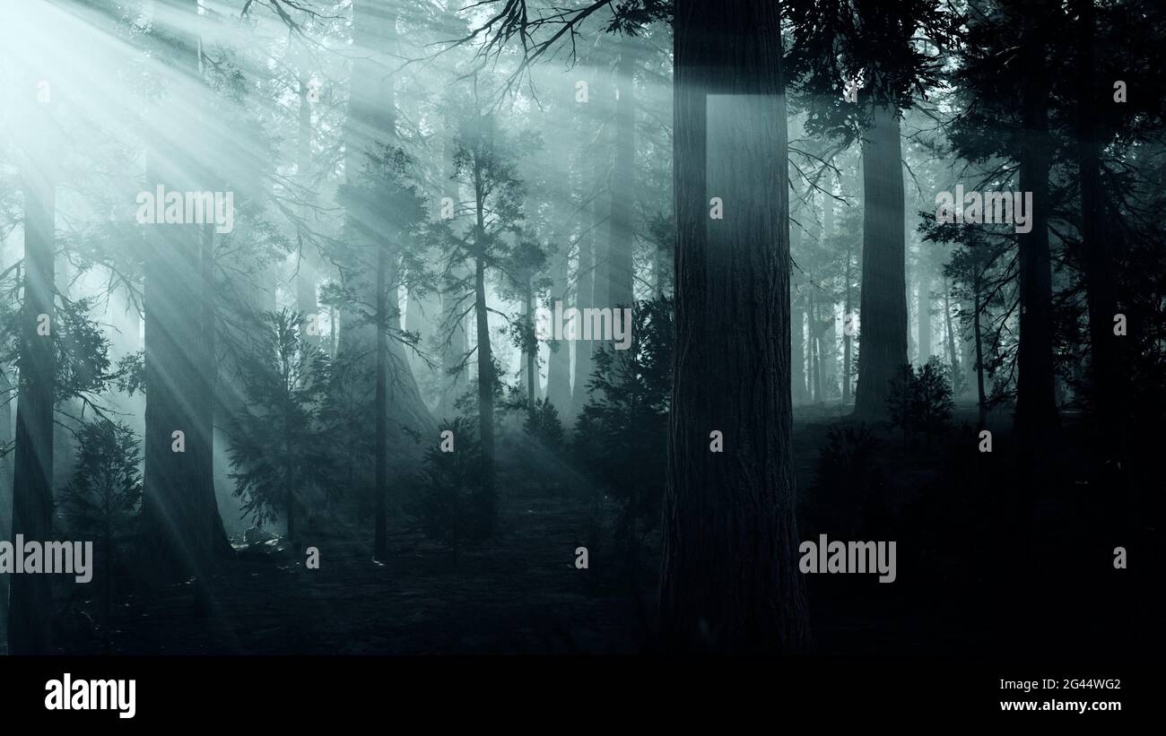 Black tree trunk in a dark pine tree forest Stock Photo - Alamy