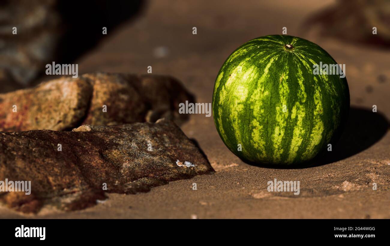 Big and juicy watermelon on the beach sand Stock Photo - Alamy