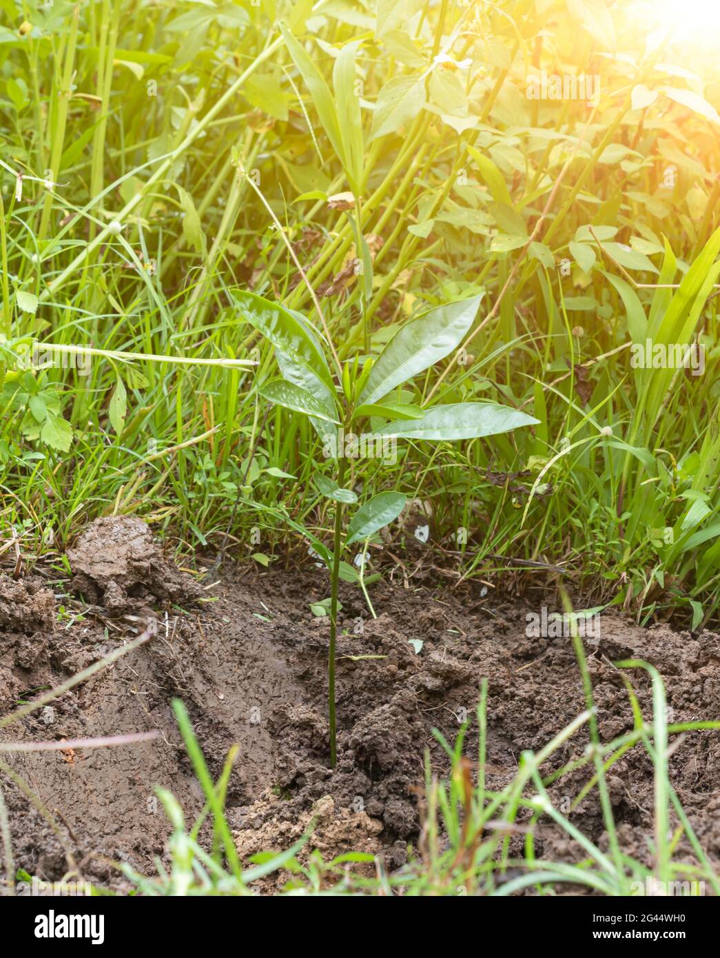 Planting young tree in garden - Beginning Of A New Life. Environment ...
