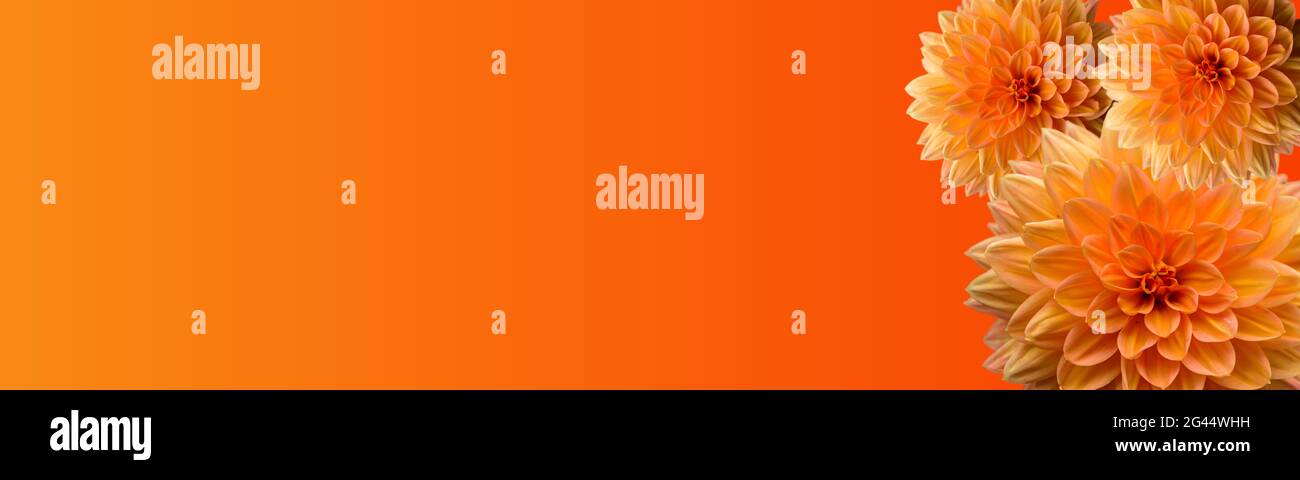 Orange colour Dahlia banner Stock Photo - Alamy
