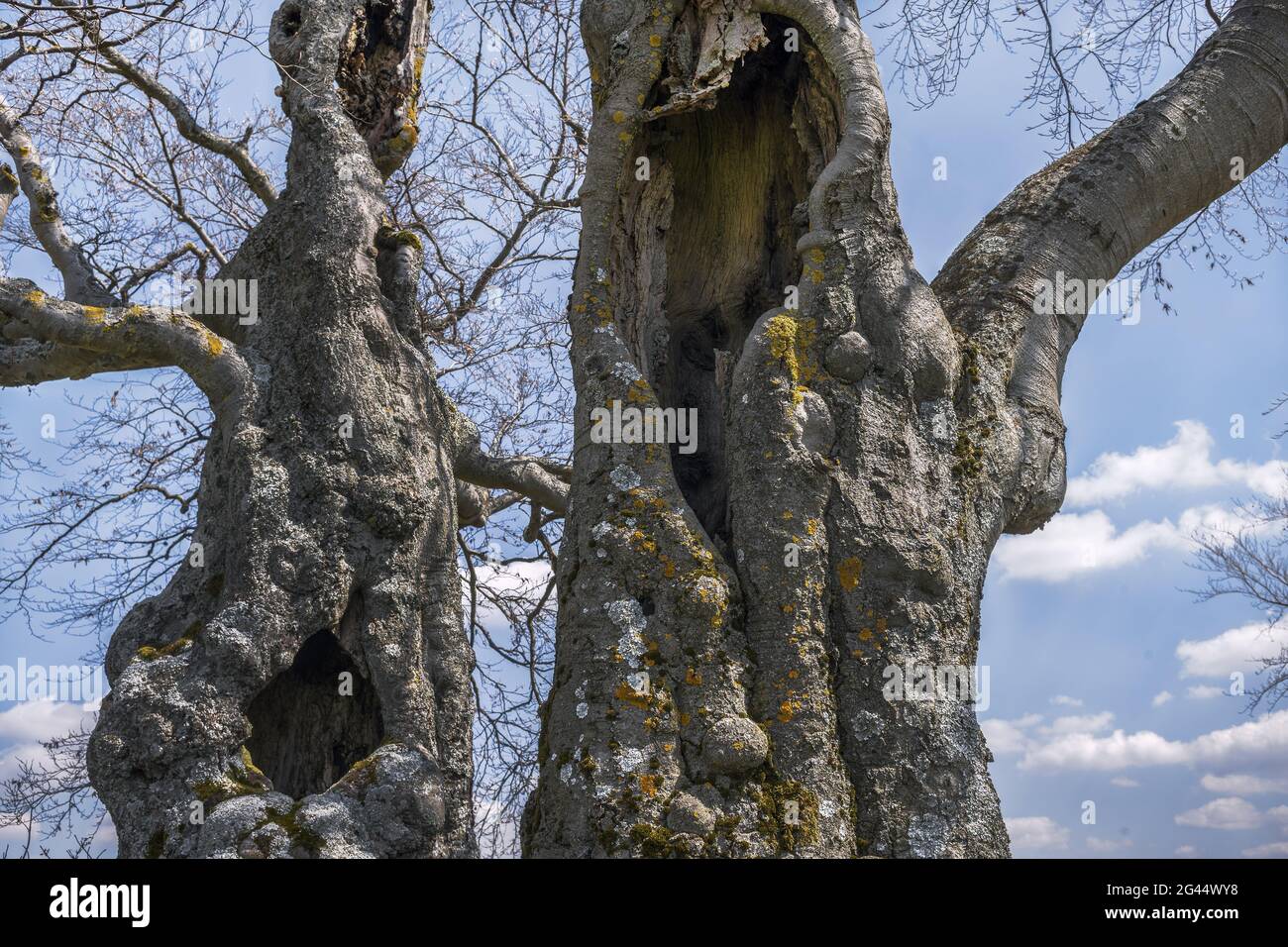The old trees Stock Photo - Alamy