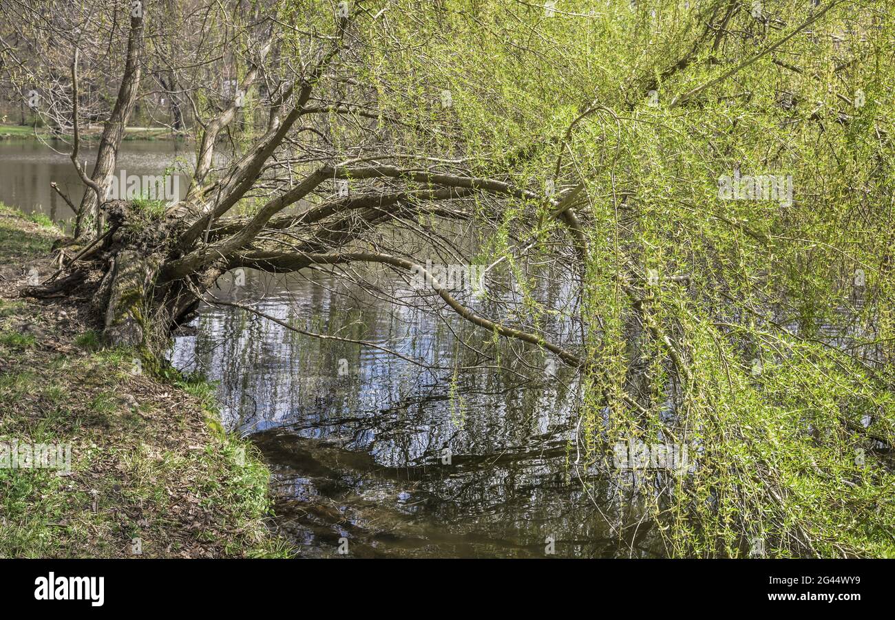 The Tree by the Pond Stock Photo - Alamy