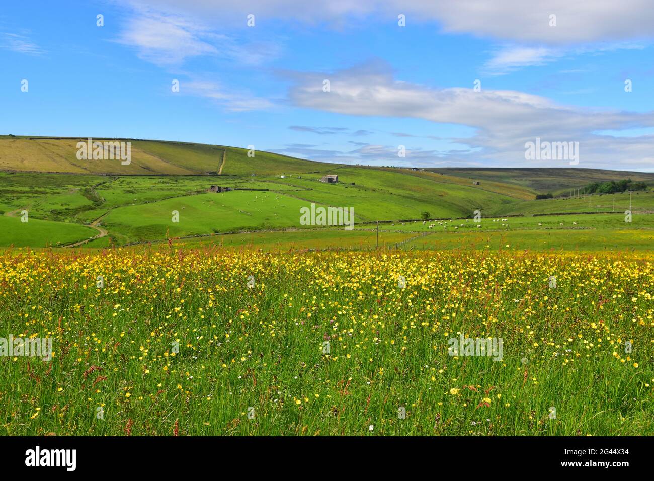 Buttercups in the Pennines, Colden, Pennines, West Yorkshire Stock ...