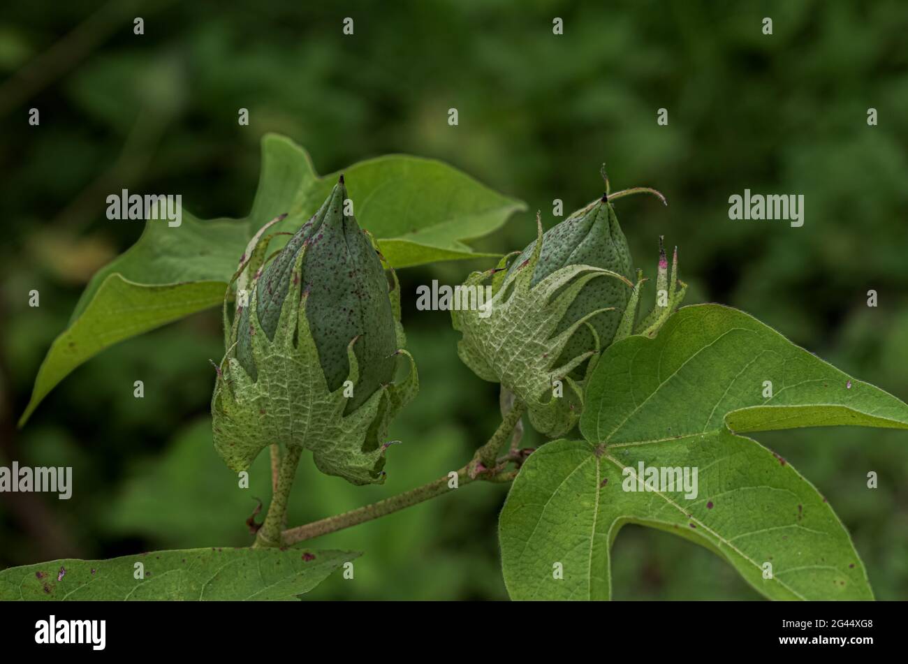 Closeup photo of close and unopened cotton boll on plant, isolated on ...
