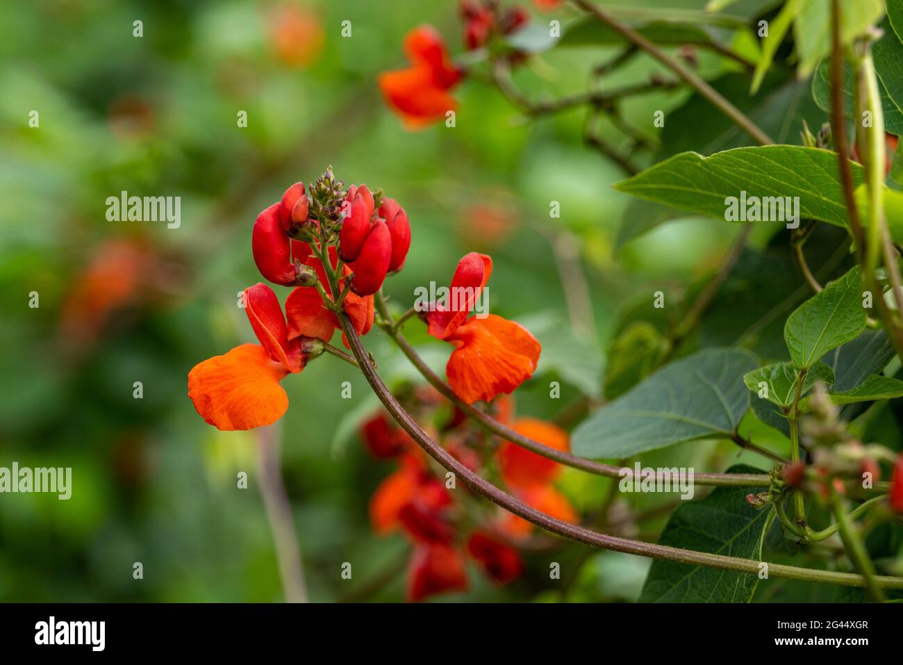 Detail of a magnificent red and orange flower, Volcanoes National Park ...