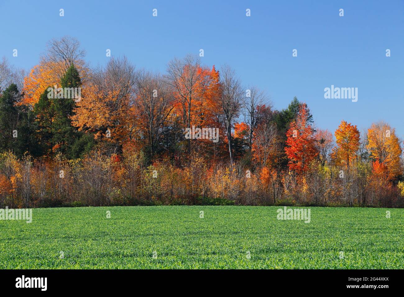 Autumnal landscape, Quebec, Canada Stock Photo - Alamy