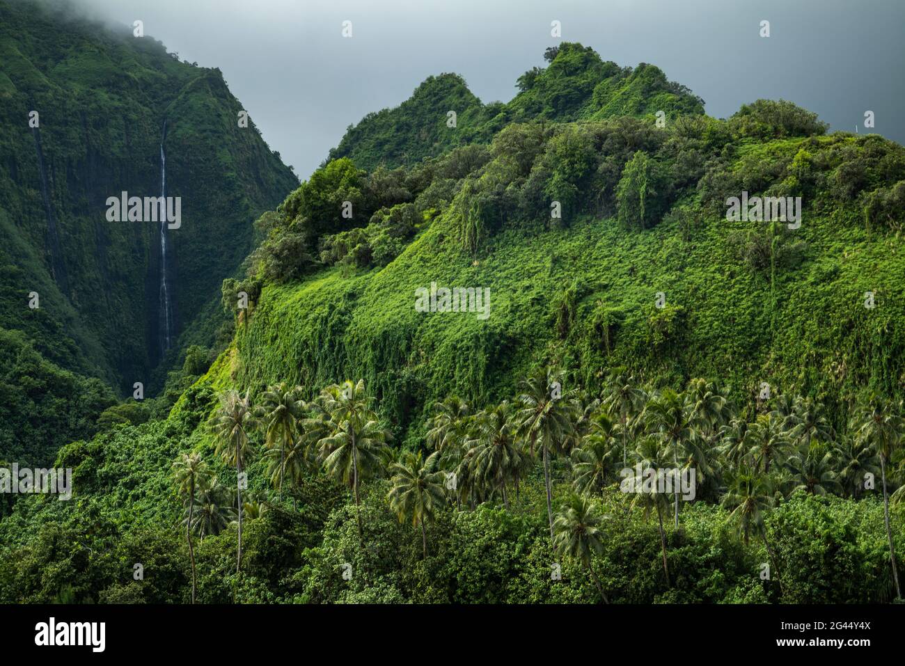 Tahiti french polynesia vegetation hi-res stock photography and images ...