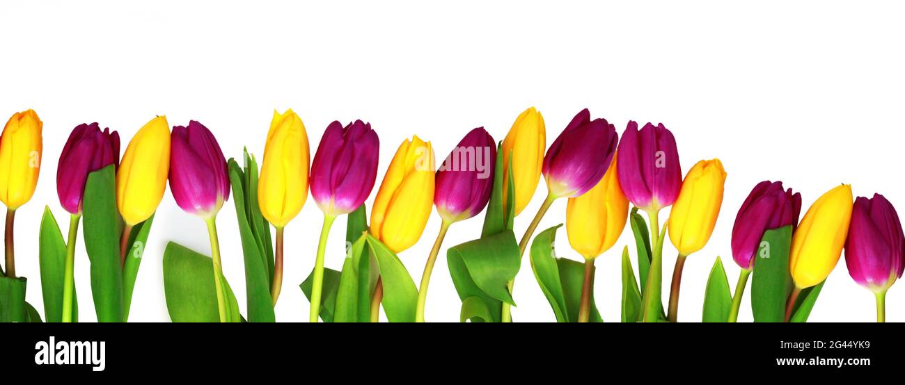 Beautiful tulips. Spring nature background for web banner and card ...