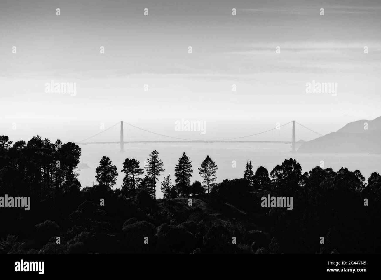 Black and white shot of Golden Gate Bridge behind silhouetted trees ...
