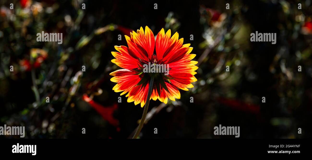Yellow daisy hi-res stock photography and images - Alamy