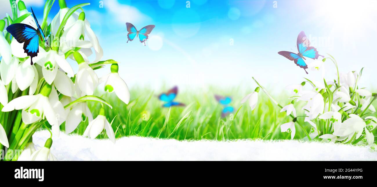 First butterfly in spring hi-res stock photography and images - Alamy