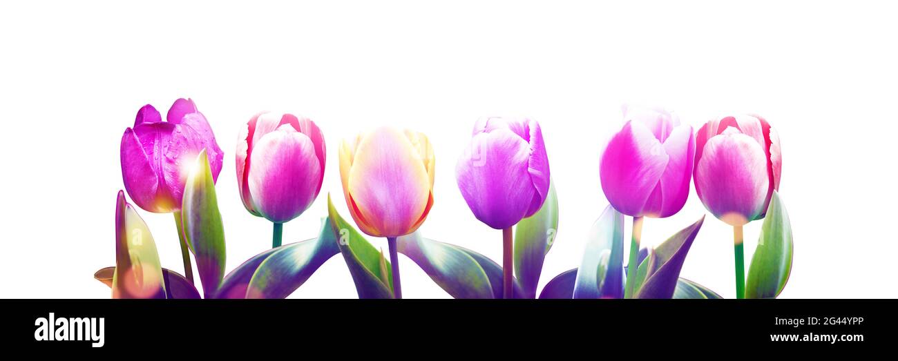 Beautiful tulips. Spring nature background for web banner and card ...