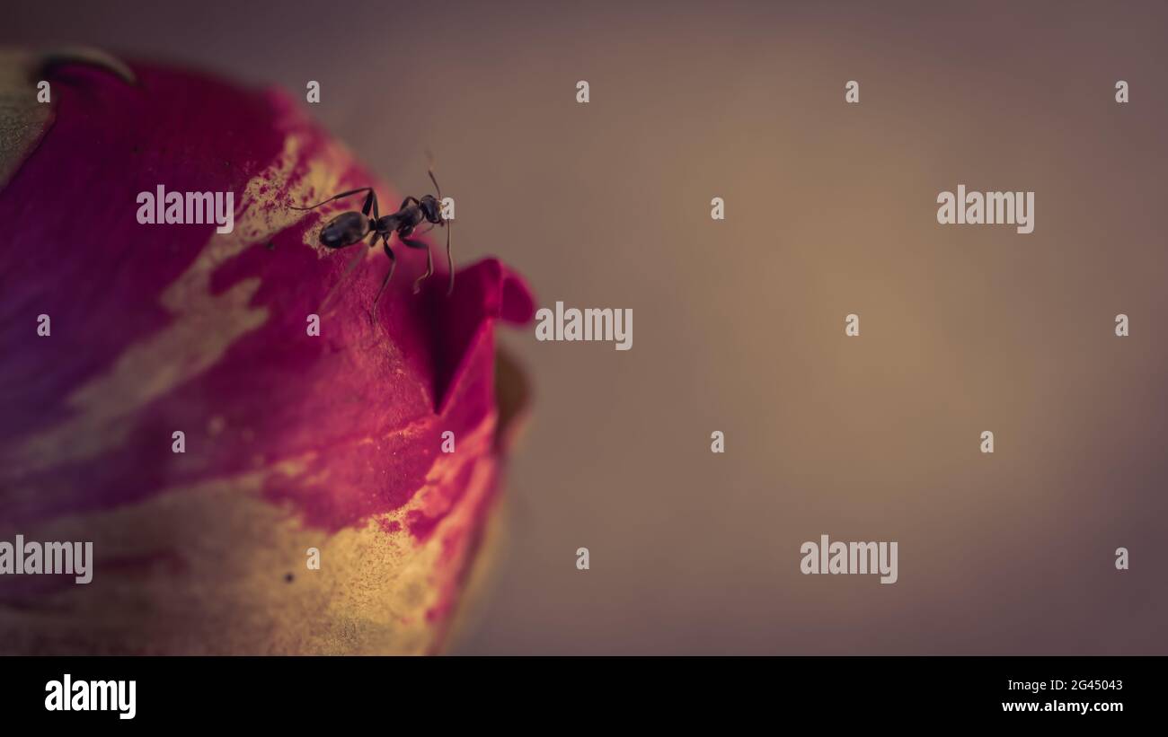 Grasshopper, insects, flower, sauterelle, fleur, macro photo, nature ...