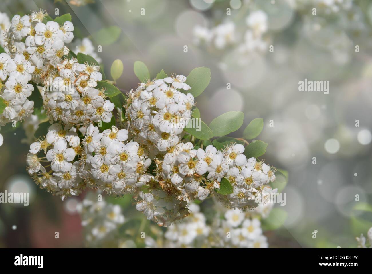 Many small white flowers on bushes in the summer garden. Thunberg ...