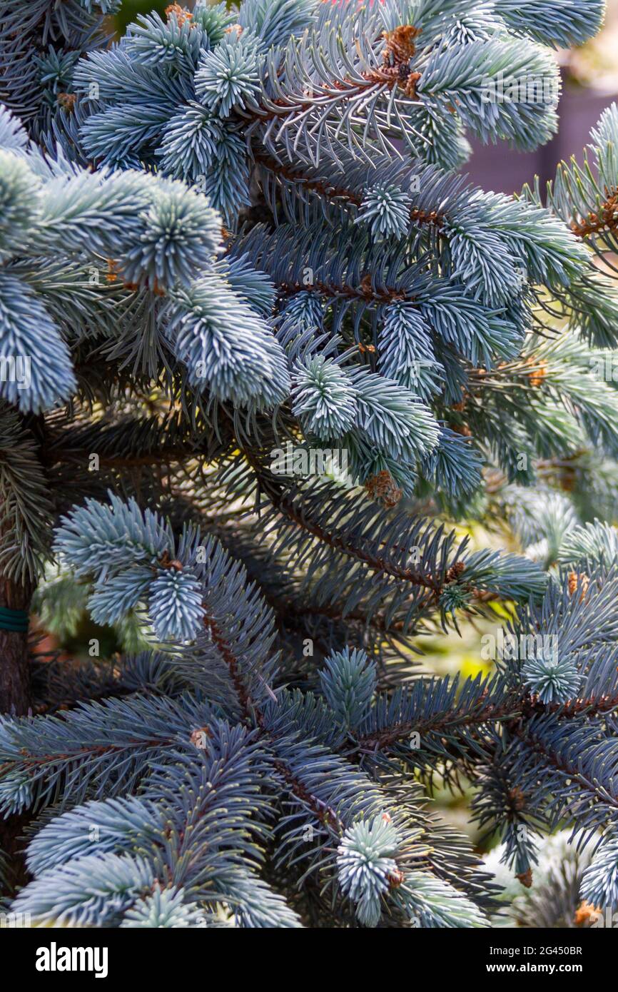 Close-up of blue spruce branches. Background from fluffy needles of ...