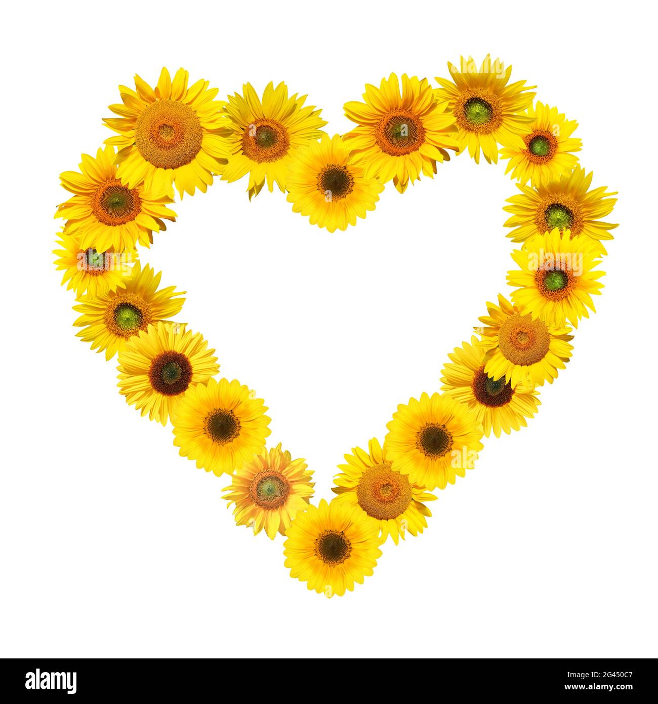 Sunflower with heart shape on white background Stock Photo - Alamy