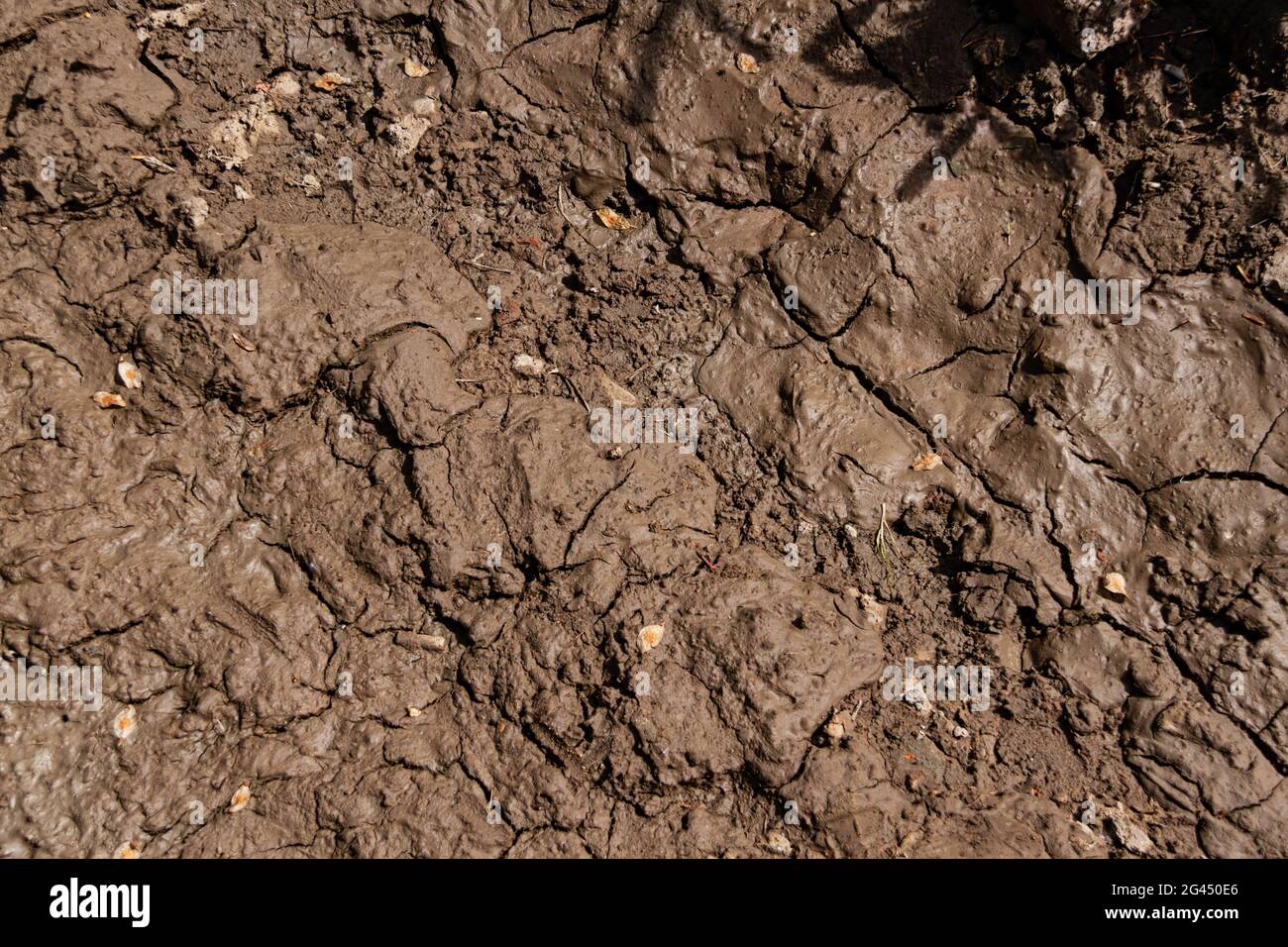 The structure of wet cracked clay earth, can be used as a natural ...