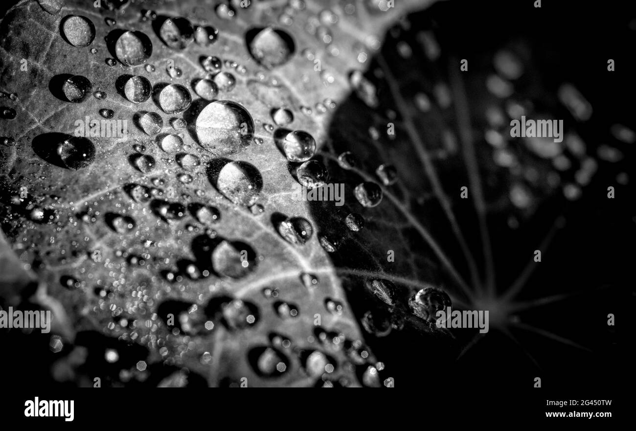 Water dew Black and White Stock Photos & Images - Alamy