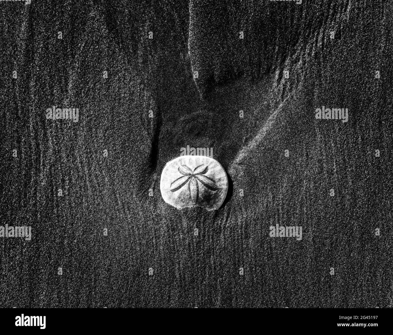 Sand dollar (Clypeasteroida) on beach in black and white Stock Photo ...