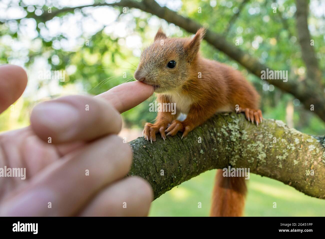 Squirrel hand germany hi-res stock photography and images - Alamy