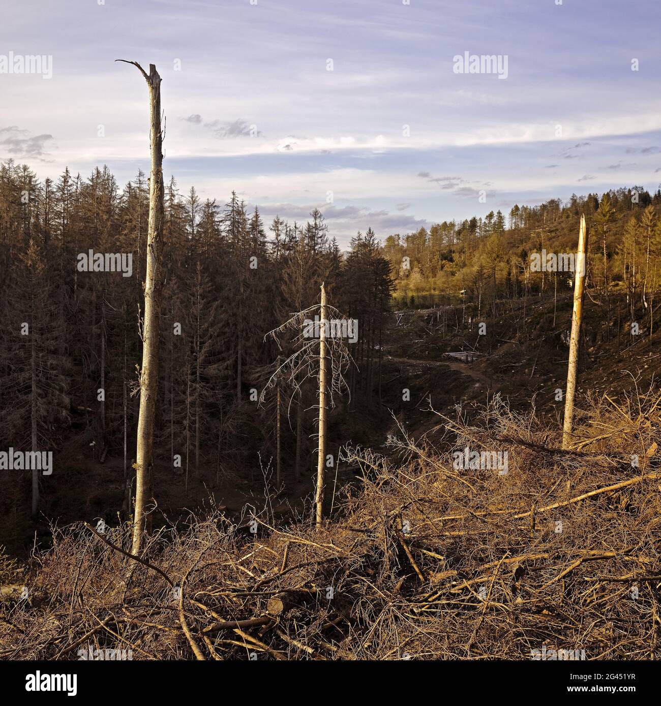 Forest dieback, Eggegebirge, near Velmerstot, Horn-Bad Meinberg ...