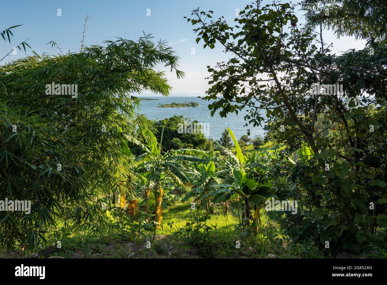 Banana trees in lush gardens along the shores of Lake Kivu, Kinunu ...