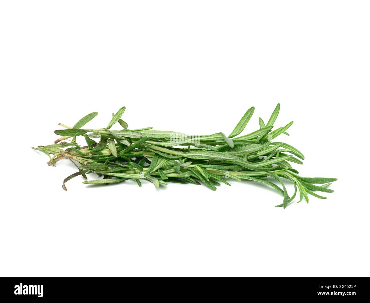 Fresh sprig of rosemary with green leaves isolated on white background ...