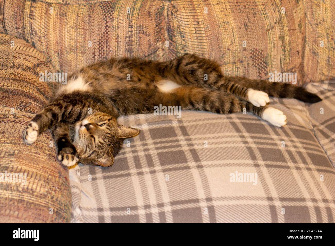 Cat lounging couch hi-res stock photography and images - Alamy