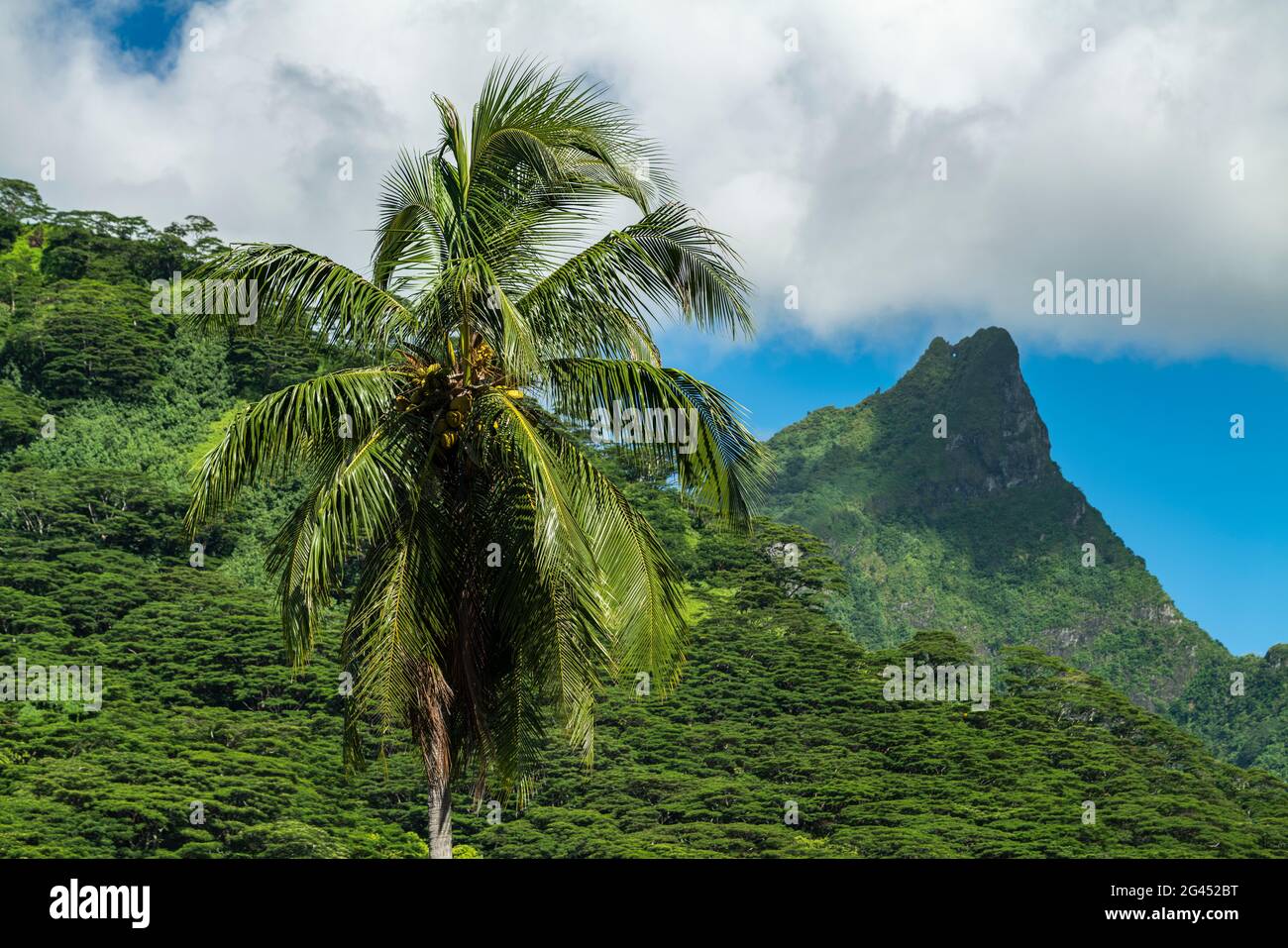 Coconut palm, lush vegetation and mountain, Moorea, Windward Islands ...