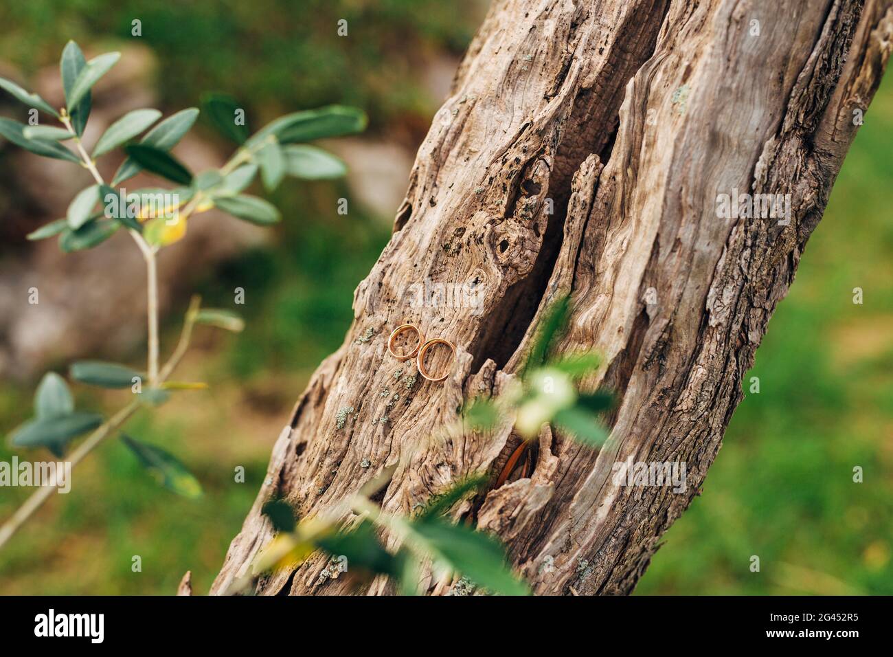 Wedding rings on a thread in the olive tree Stock Photo - Alamy