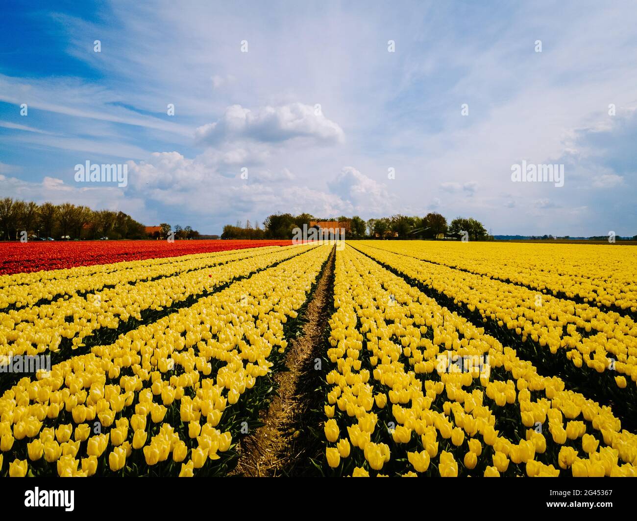 Tulip field in The Netherlands, colorful tulip fields in Flevoland ...