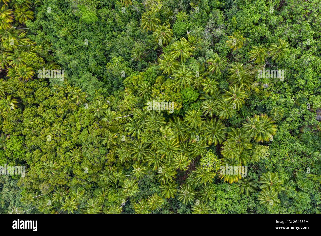Aerial view of palm trees near the archaeological site of Meae Iipona ...