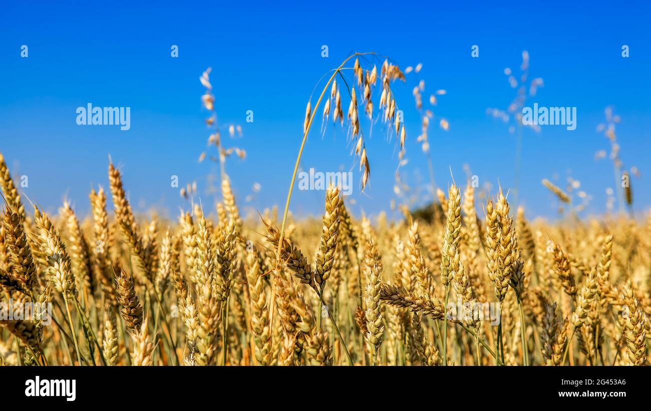 Field wheat crop blue hi-res stock photography and images - Alamy