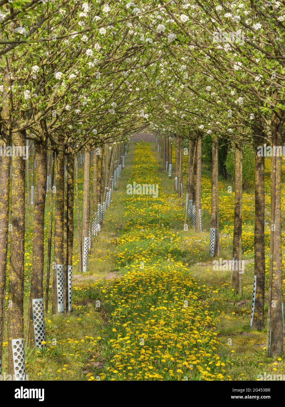 Trees of spring hi-res stock photography and images - Alamy