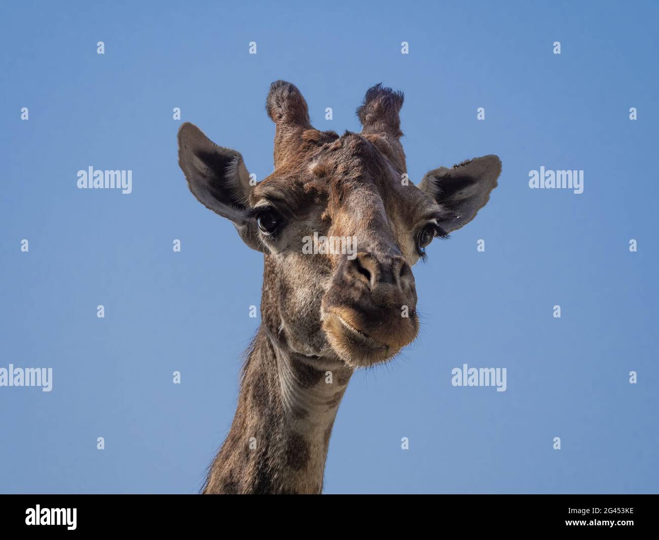 Giraffe stands hi-res stock photography and images - Alamy