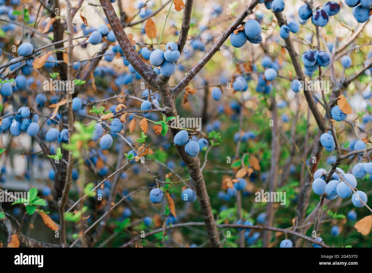Close up plums on tree hi-res stock photography and images - Alamy