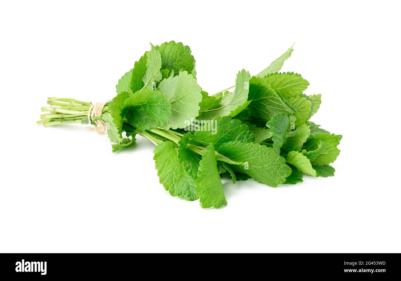Tied stalks of fresh mint in a bunch isolated on white background ...
