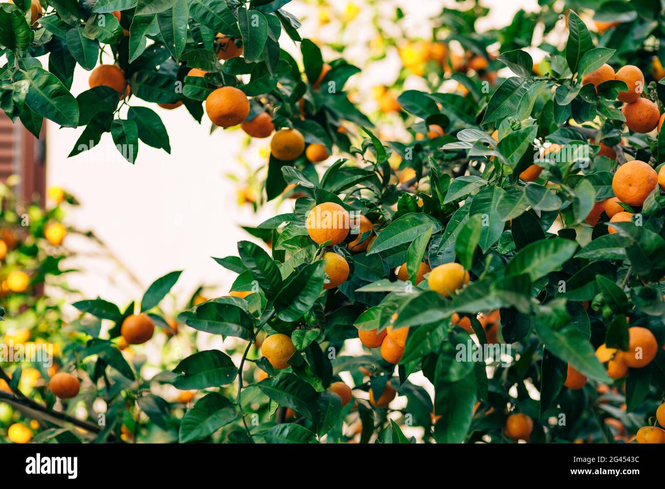 Mandarin orange tree hi-res stock photography and images - Alamy