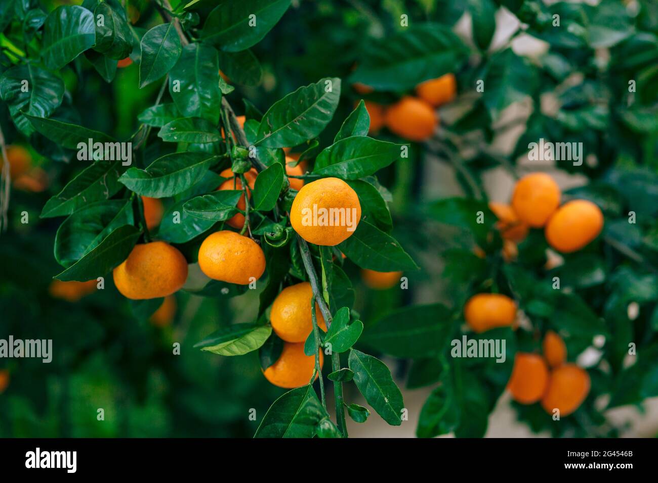 Mandari hi-res stock photography and images - Alamy