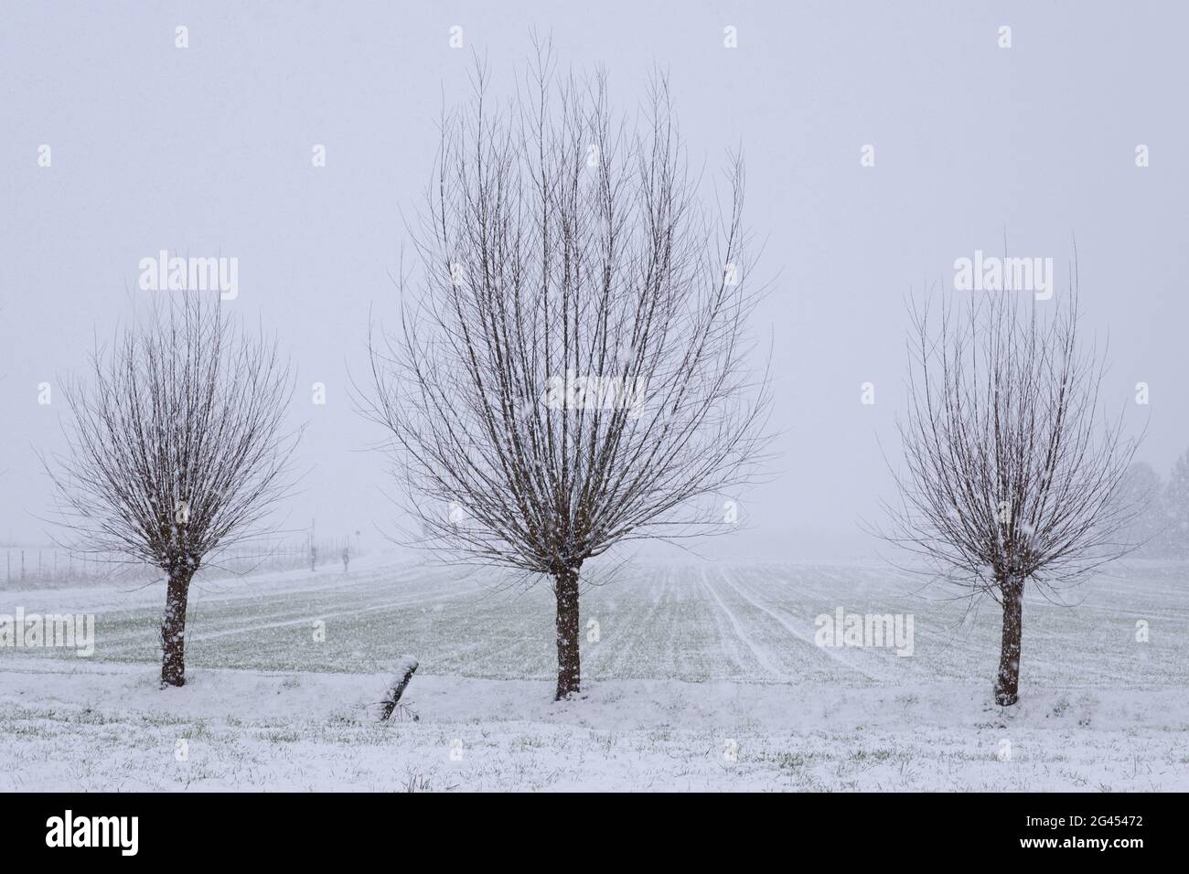 Sallow tree hi-res stock photography and images - Alamy