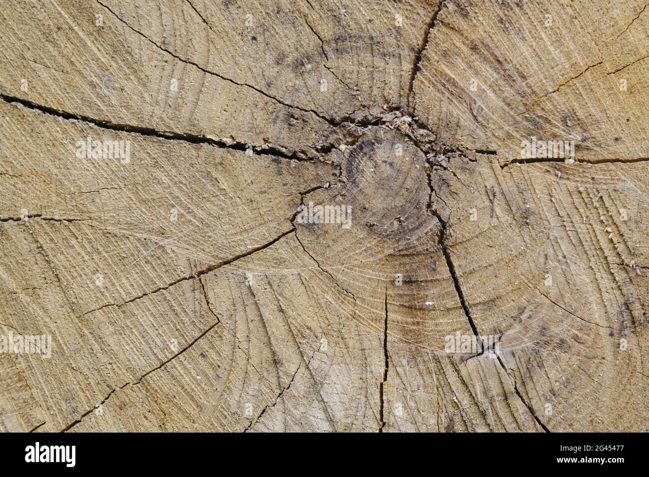 Surface of a tree trunk Stock Photo - Alamy