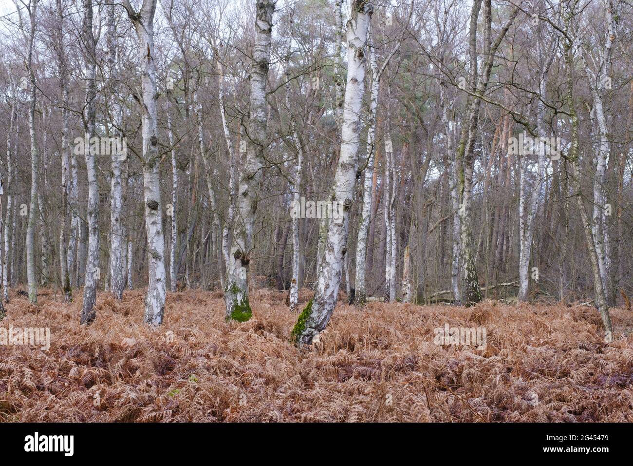 Birch forest at the nature reverse Beversee Stock Photo - Alamy