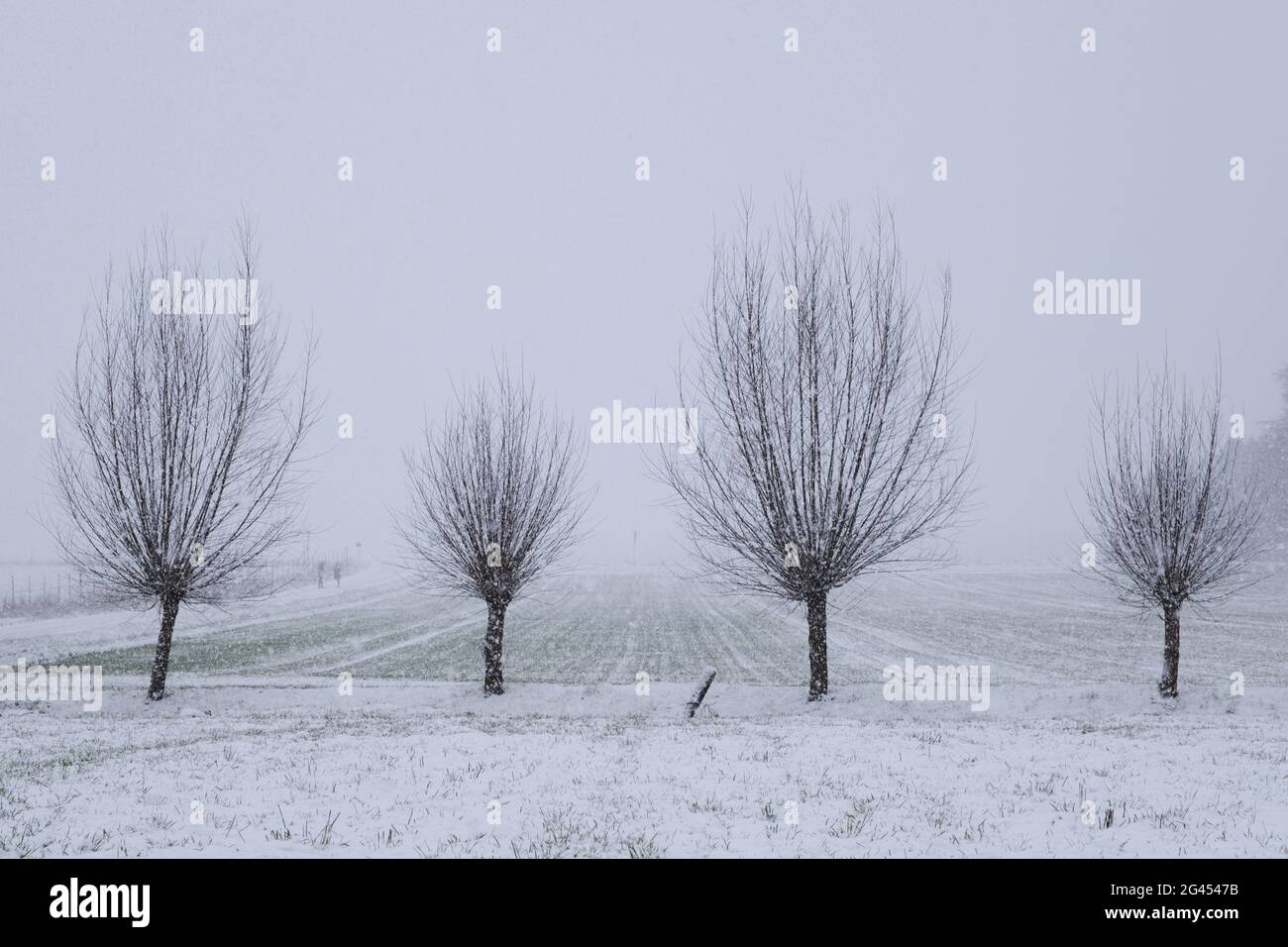 Sallow trees hi-res stock photography and images - Alamy