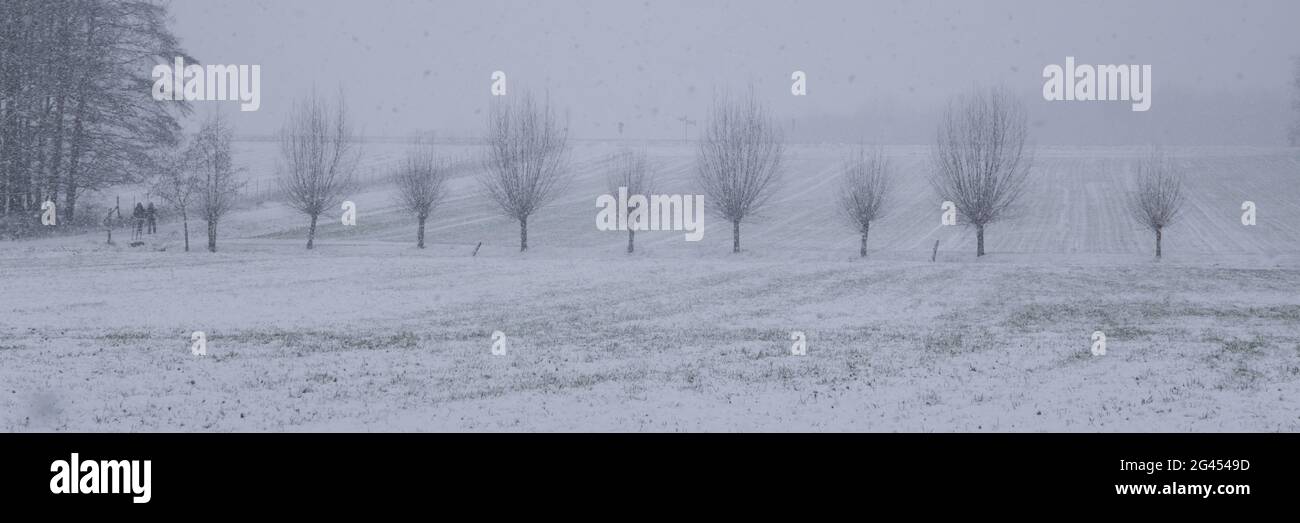 Sallow trees hi-res stock photography and images - Alamy