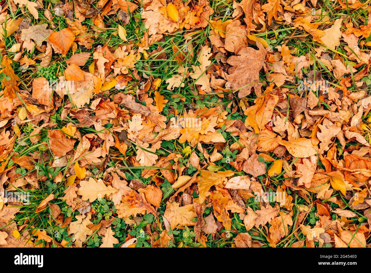 Texture of autumn leaves. Yellow oak leaf litter on the floor in Stock ...