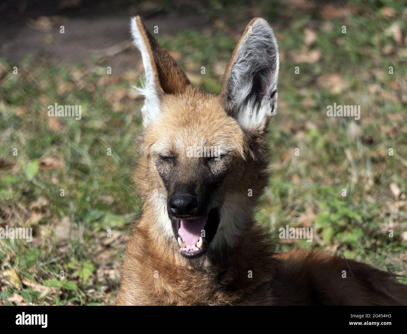 Red maned wolf in the captive animal portrait Stock Photo - Alamy