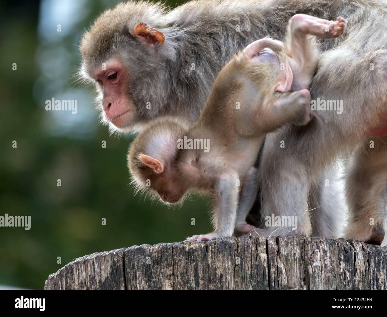 Portrait of a japanese macaque snow monkey Stock Photo - Alamy