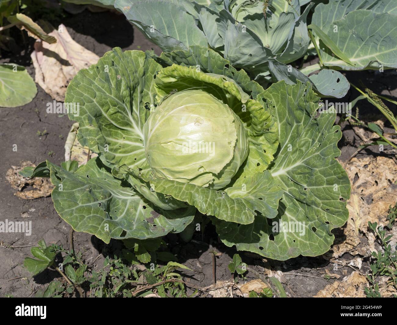 Cabbage patch hi-res stock photography and images - Alamy