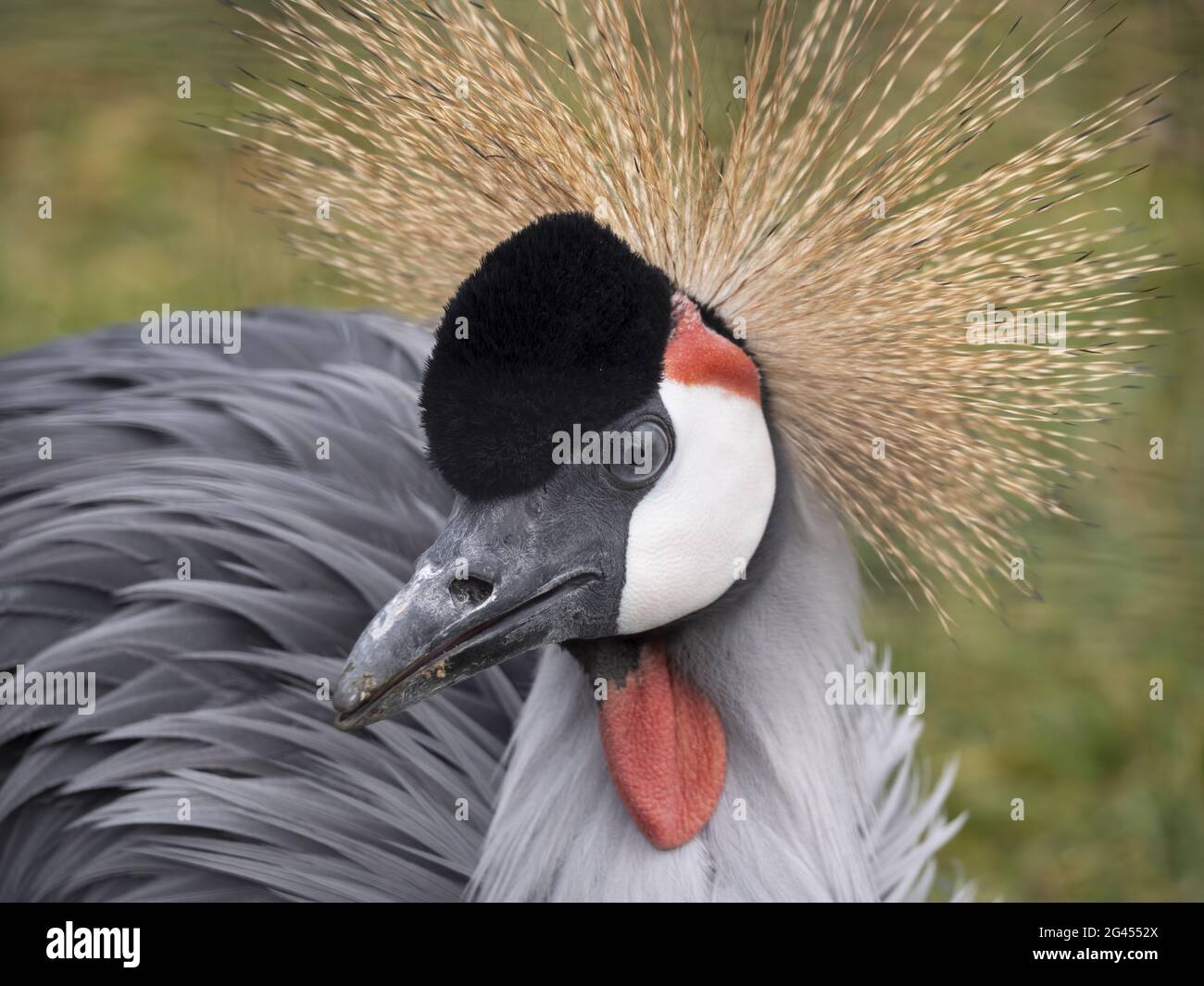 Blue crane bird hi-res stock photography and images - Alamy