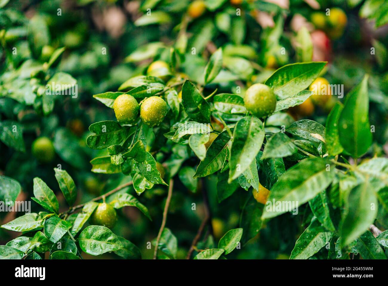 Ripening on the tree a tangerine. Montenegrin mandarin trees. Ho Stock ...
